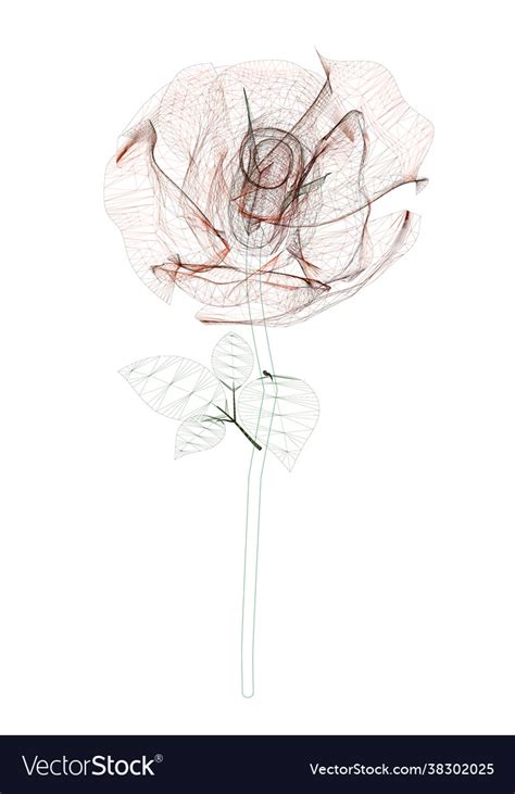 Rose Wireframe Isolated On White Background 3d Vector Image