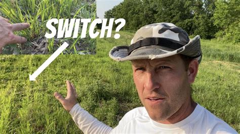 Switchgrass Weed Control Jake Answers Common Questions About