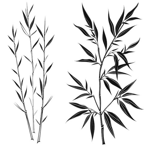 Folha De Bambu Desenhada à Mão Cores Pretas Em Fundo Branco Contorno