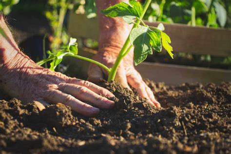 How To Organically Raise PH In Soil Kellogg Garden Organics