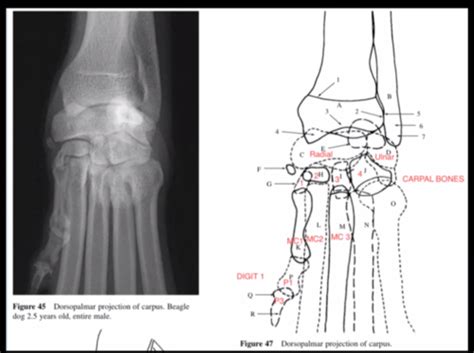Radiology Carpus And Tarsus Flashcards Quizlet