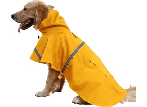 Rain or Shine, Your Pup Will Be Just Fine: A Guide to Finding the ...