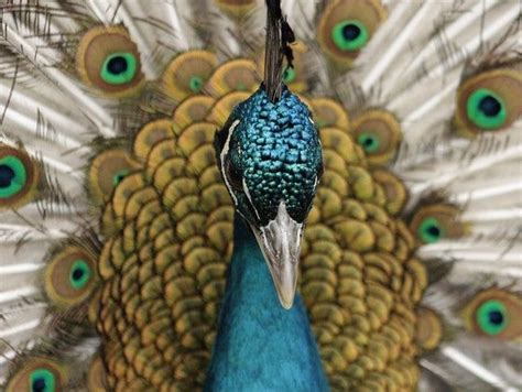 Engineers Mimic How Peacocks Do Color For Screen Displays Earthsky