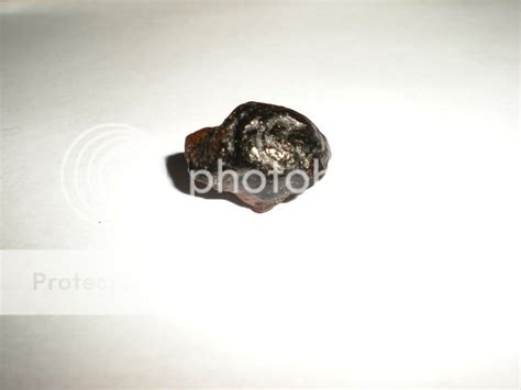 And Yet Another Tooth Id Fossil ID The Fossil Forum