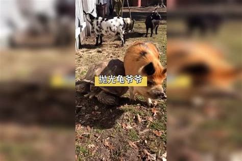 龟爷爷：谢谢你给我抛光，你太爷爷也这么干过酷你酷你猪 霍比特猪 农场物语