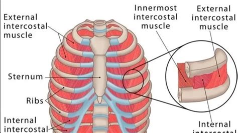 External Intercostal Muscle