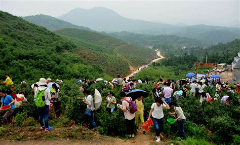 安徽庐江蓝莓基地呈现采摘游风景线 香港商报