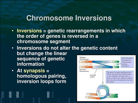 Ppt Human Karyotypes And Chromosome Behavior Powerpoint Presentation
