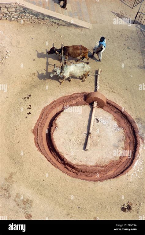 Millstone Stone Mill Kolhu Ka Bail Bulls Working Stone Mill To