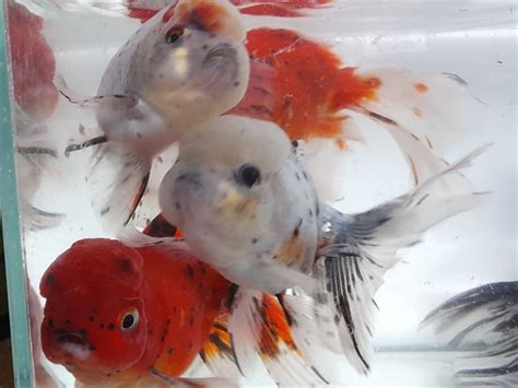 Oranda Calico 12 14 Cm Premium SchleierschwÄnze 1 Stück Koiplus