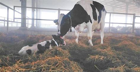 Phạt Công Ty Nuôi Bò Sữa 560 Triệu đồng Vì Vi Phạm Môi Trường Báo Pháp Luật Tp Hồ Chí Minh