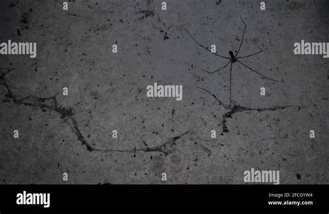 Wind Spider Stock Videos And Footage Hd And 4k Video Clips Alamy