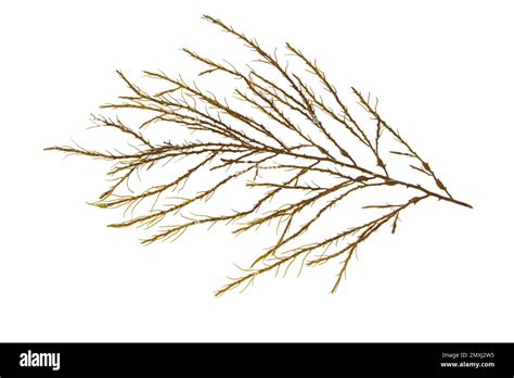 Knotted Kelp Seaweed Or Ascophyllum Nodosum Brown Algae Branch Isolated