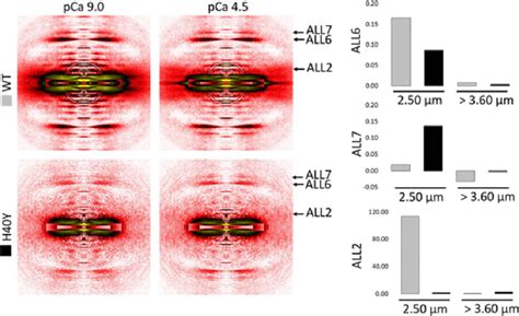 Molecular Dynamics Simulation Setup A Actin Subunit Structure With