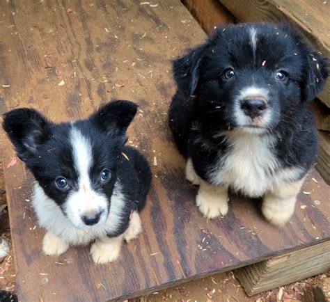 Auggies Thecorgilady