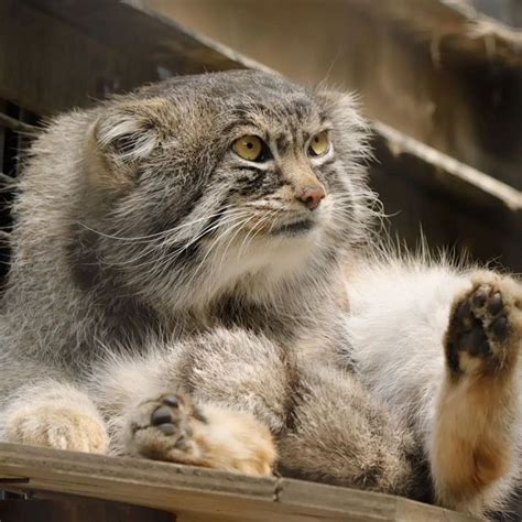 兔狲 题材来源于微博