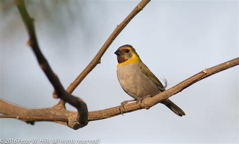 Grassquit Cuban Tiaris Canorus Female Endemic Cuba World Bird Photos