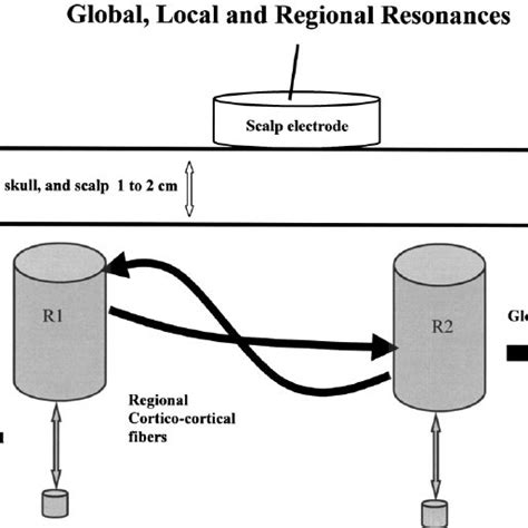 Re Entrant Loops That Are Proposed To Give Rise To Regional Resonances