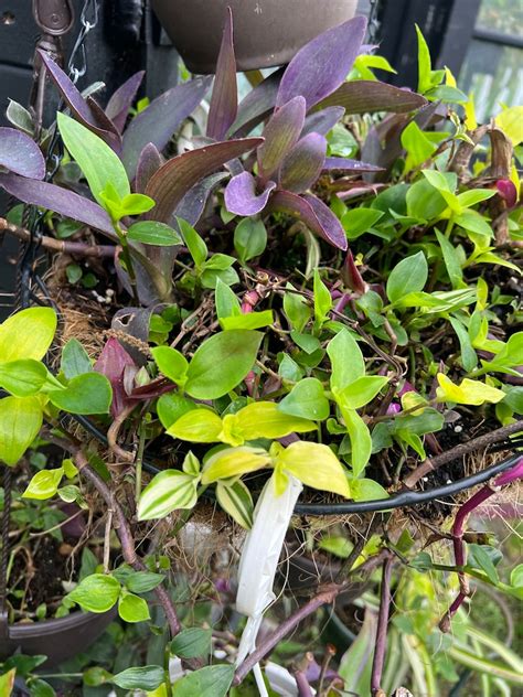 Rare Tradescantia Wandering Jewdude Varieties Variegated Flumensis