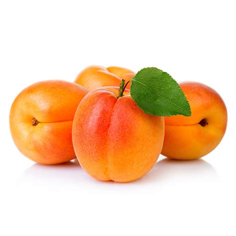 Sadnice Kajsije Sadnice Voća