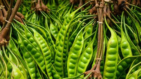 Manfaat Petai Untuk Kesehatan Id