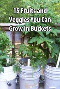 25 Fruits And Veggies You Can Grow In Buckets Artofit