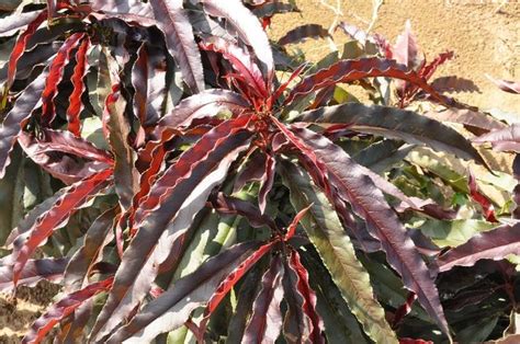 Prunus Persica Ruby Ruffle® Patio Peach Milmont Greenhouses