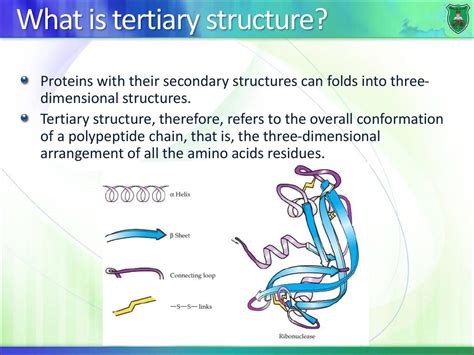 Polypeptides And Protein Structure Ppt Download