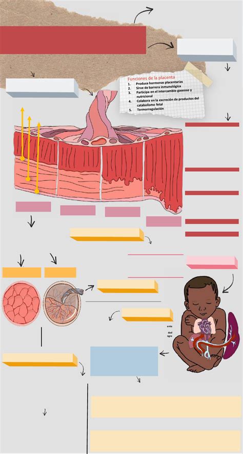 6 Anatomía Y Fisiología Placentaria Warning Tt Undefined Function