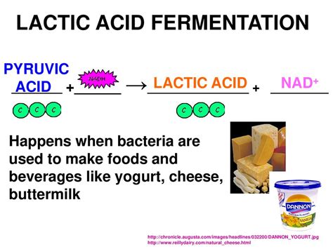 Lactic Acid Fermentation Yogurt