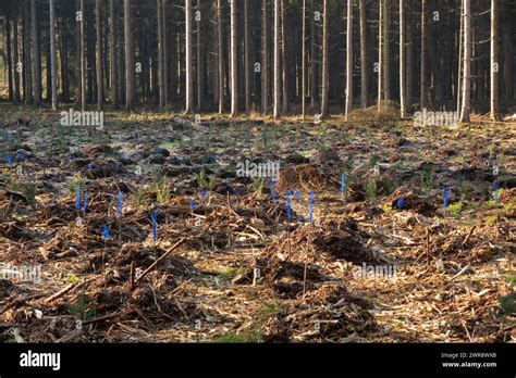Just Planted Deciduous Trees Equipped With Blue Browsing Guards