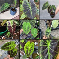Colocasia Pharaoh Mask Young Plant In Uk Colocasia Plants Indoor