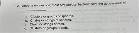 Solved Under A Microscope Most Streptococci Bacteria Have