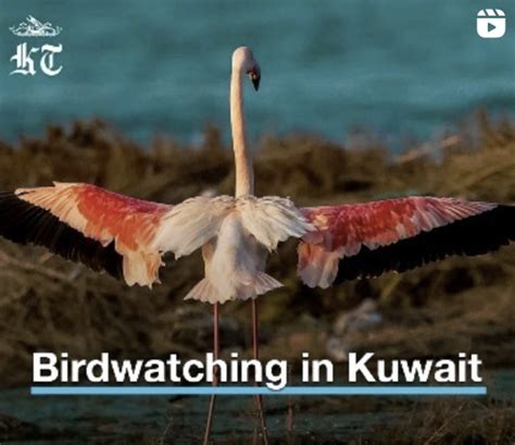Bird Watching In Kuwait Kuwait Times Newspaper