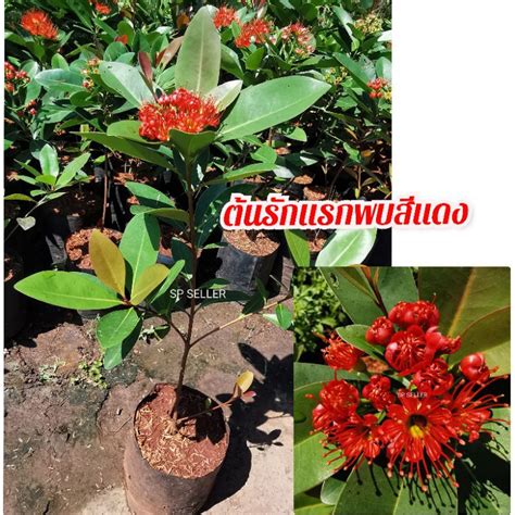 ต้น รักแรก พบ สีแดง ขนาด 30 40 ซม Shopee Thailand