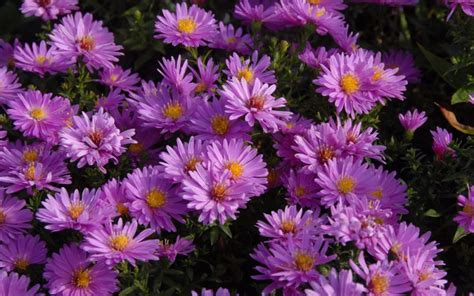 Aster Dumosus Rosenwichtel Zwerg Kissen Aster