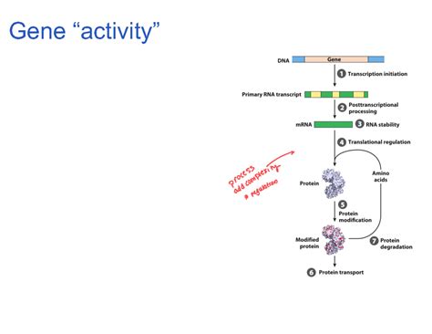 Gene Activity In Prokaryotes And Eukaryotes Gene “activity” Process I