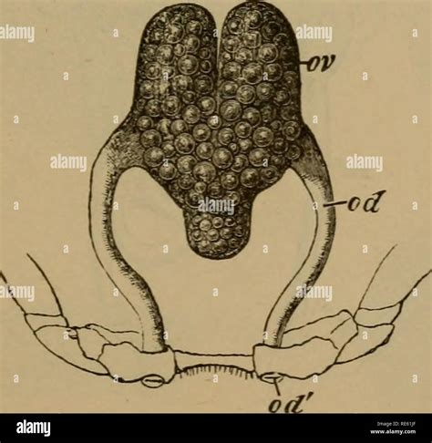 Crayfish Reproductive System Diagram