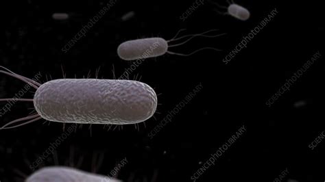 Flagellated Bacteria Swimming Animation Stock Video Clip K010 7118 Science Photo Library
