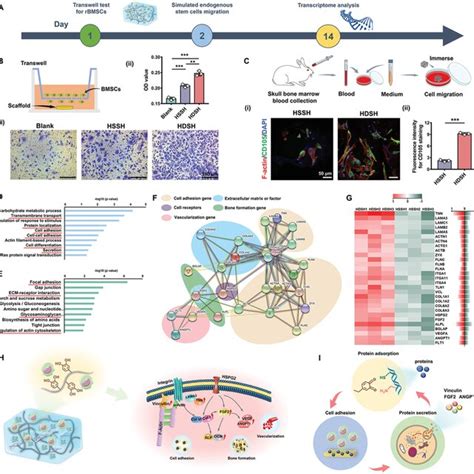 Schematic Illustration Of Dopamine‐integrated Nanointerface Between