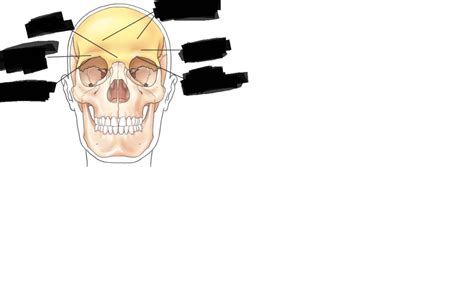 Frontal Bone Diagram Quizlet