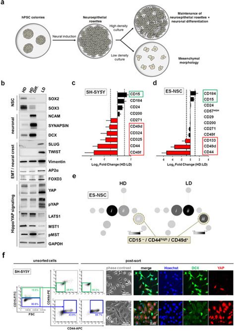 Low Density Culture Conditions Promote A Neural Crest Cell Phenotype Download Scientific