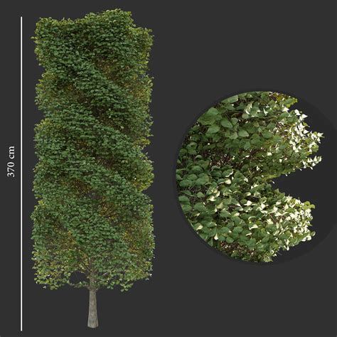 Tree Trees Models Blenderkit