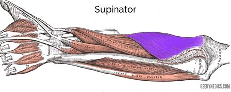 Muscles Of The Posterior Forearm Anatomy Geeky Medics