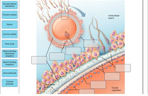Solved Oocyte Plasma Membrane Oocyte Nucleus Extracellular