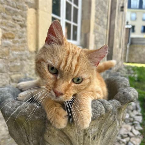 Grantz Hoffstaetter Christine On Linkedin Miesj And Christine Buy An Old