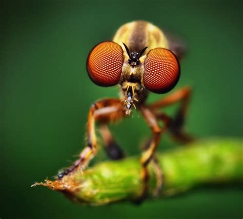 100 Most Beautiful Macro Photography Examples For Your Inspiration