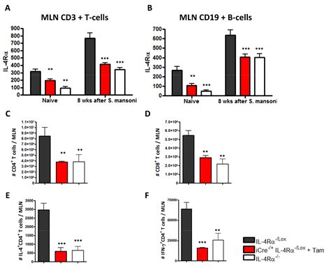 Host Regulation Of Liver Fibroproliferative Pathology During Experimental Schistosomiasis Via
