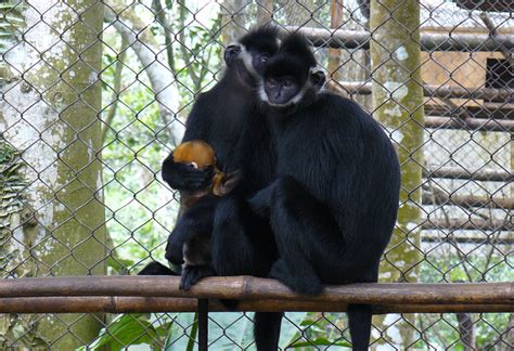 Hatinh Langur Wikipedia