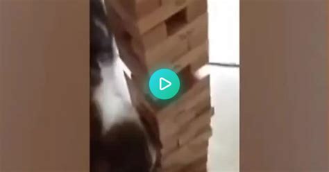 Jenga Cat Album On Imgur